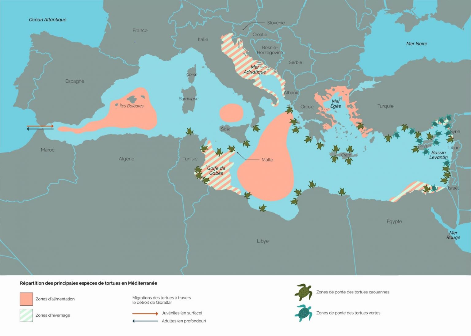 Quelles tortues marines en Méditerranée ? - Institut océanographique