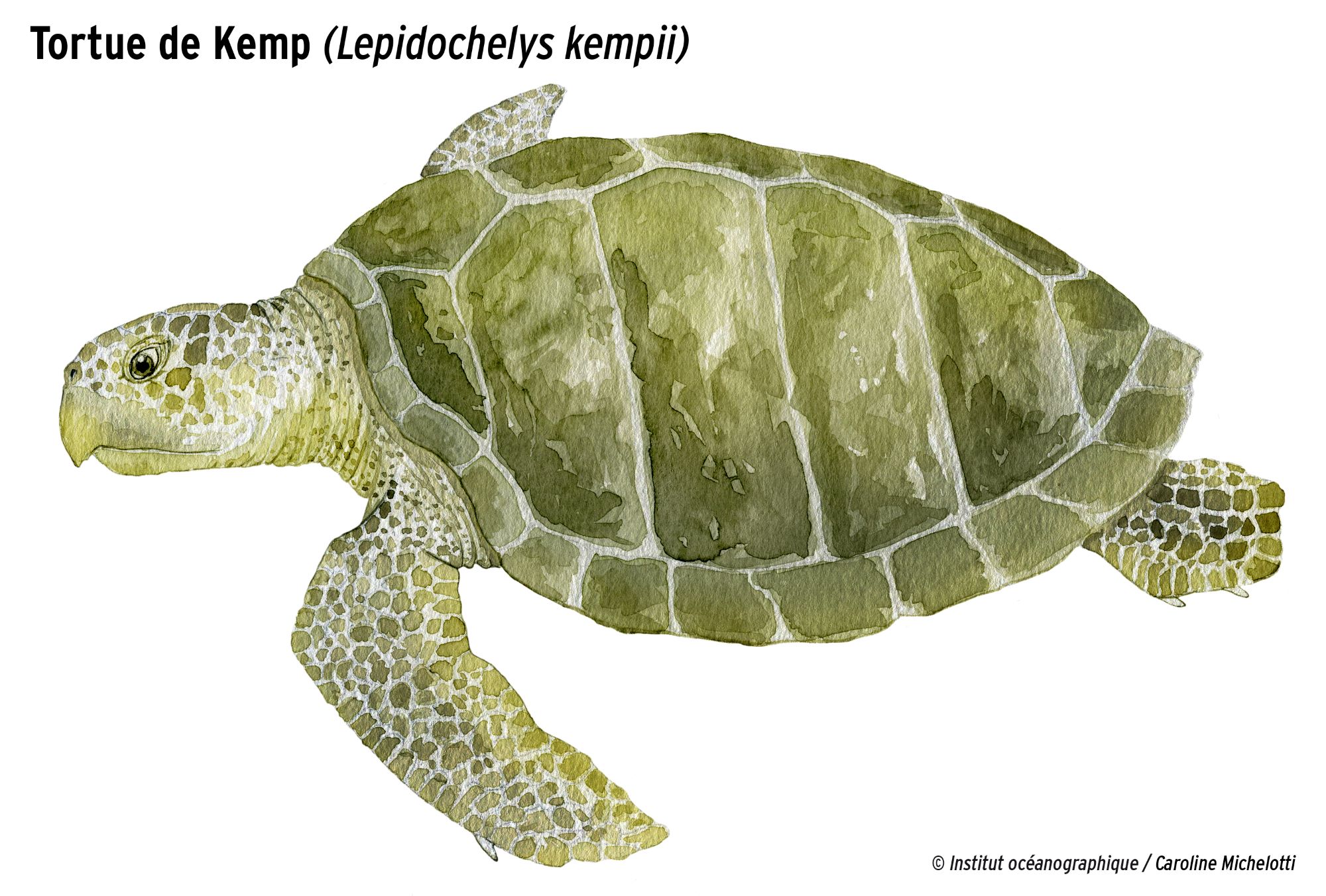 7 Espèces De Tortues Marines Institut Océanographique
