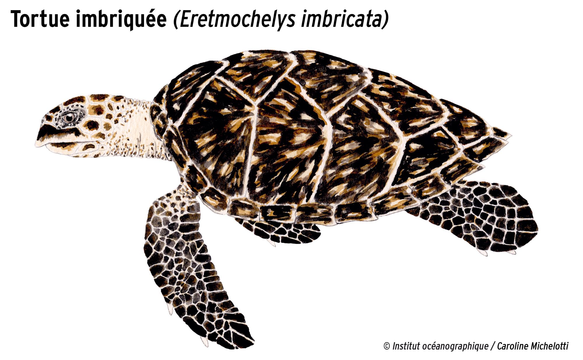 7 espèces de tortues marines - Institut océanographique