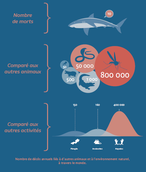 Fotos Graficas De Ataque De Tiburon
