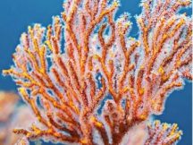 Die Koralle - Monaco Oceanographic Institute, Albert I Foundation