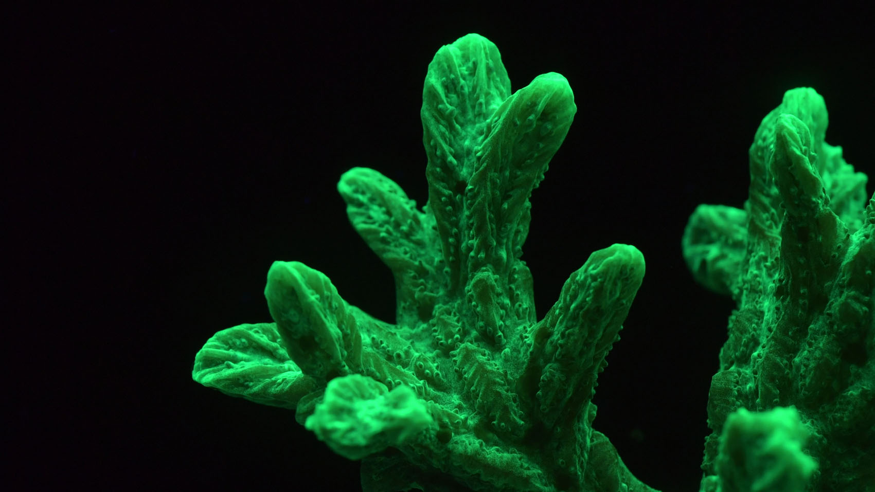 Corail, Un trésor à préserver - Institut océanographique