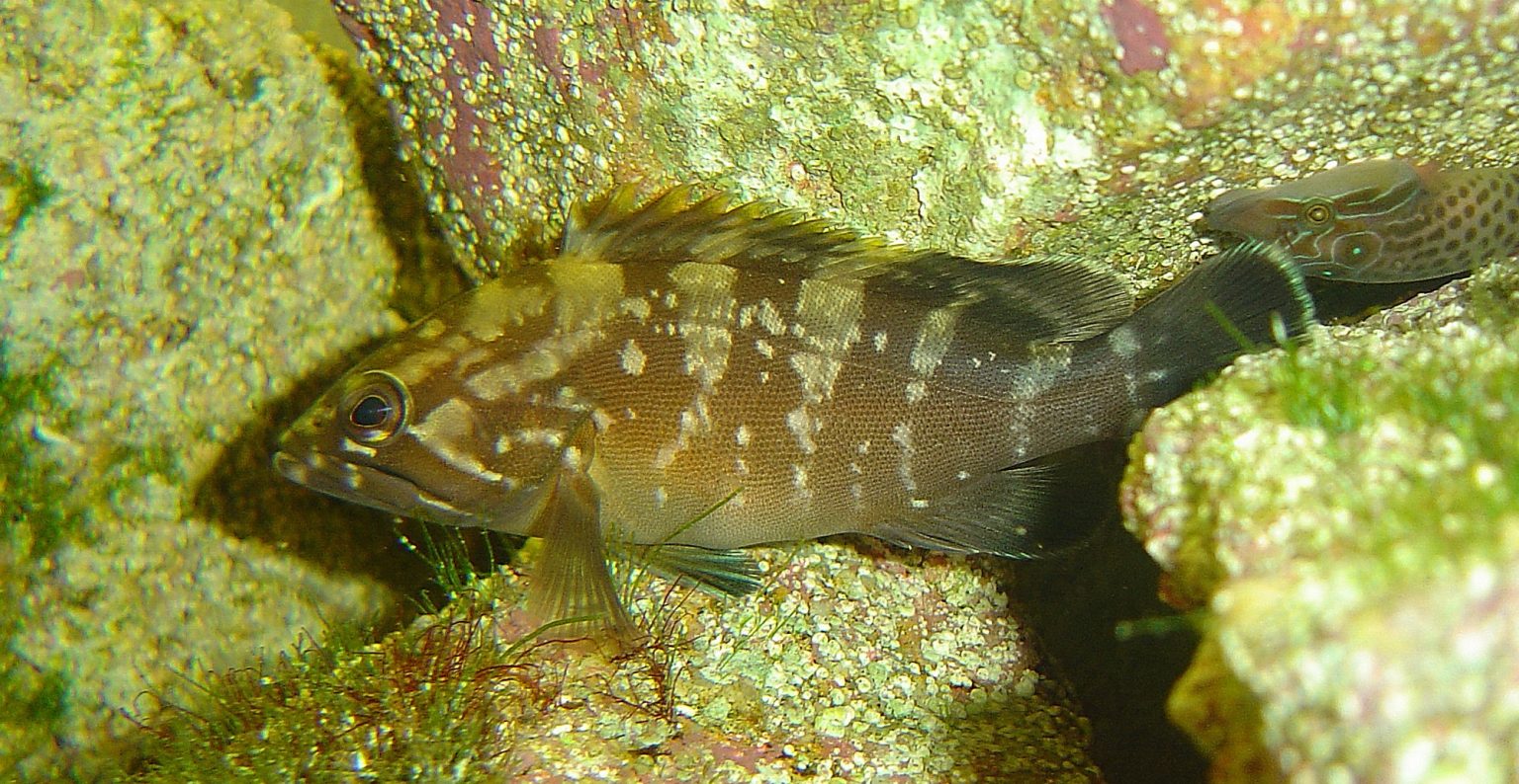 Mérou, icône de Méditerranée - Institut océanographique
