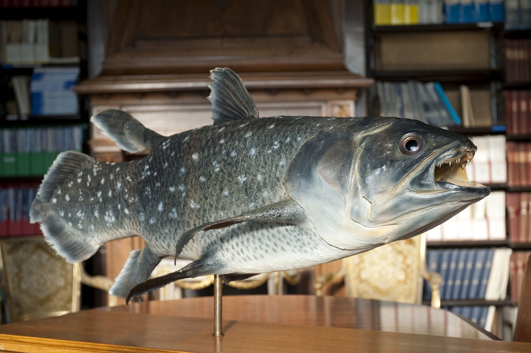 The Coelacanth family is growing ? - Monaco Oceanographic Institute