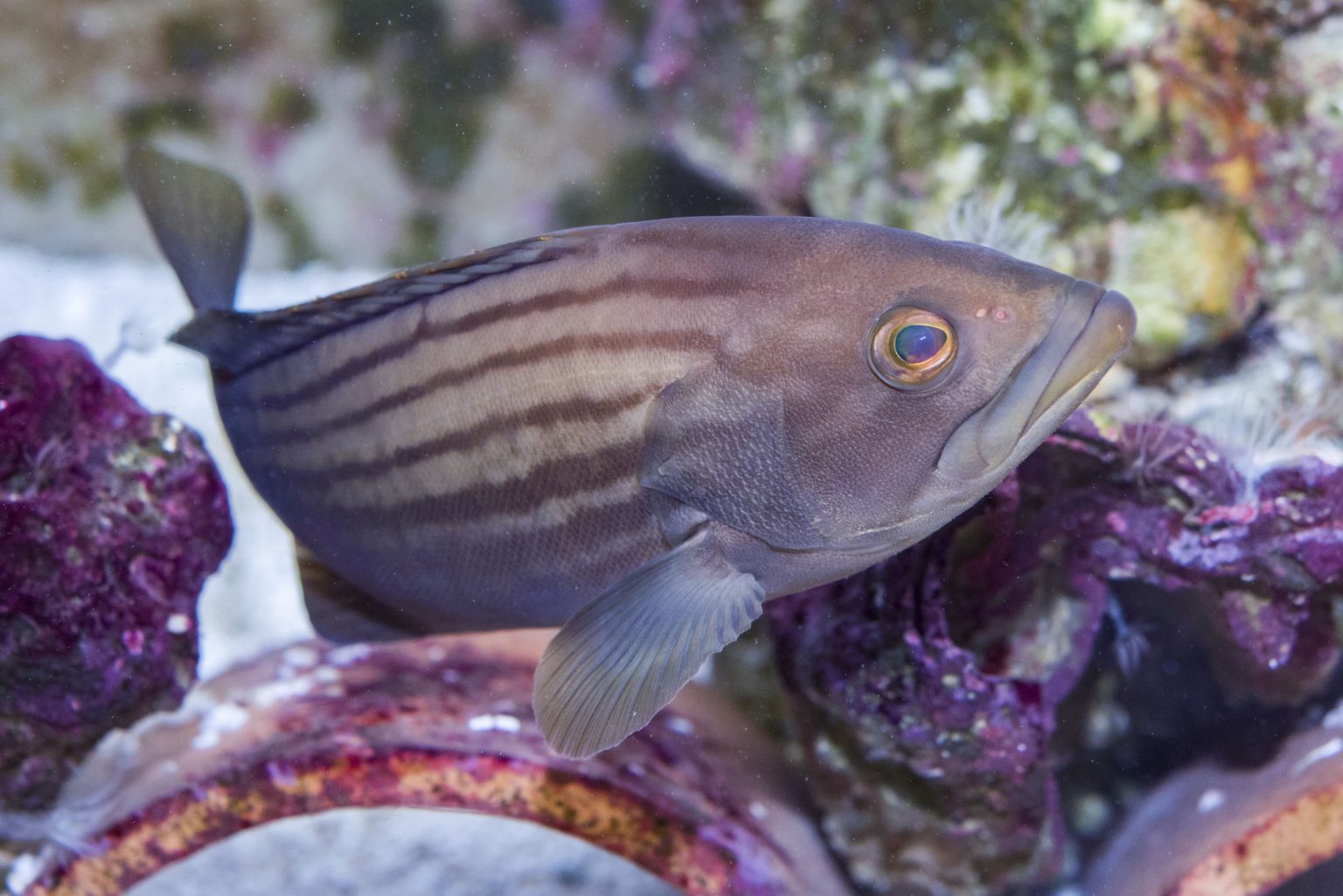Grouper, Mediterranean icon - Institut océanographique