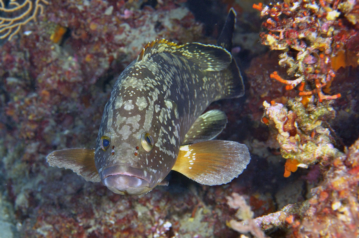 Zackenbarsch, Mittelmeer-Ikone - Institut océanographique