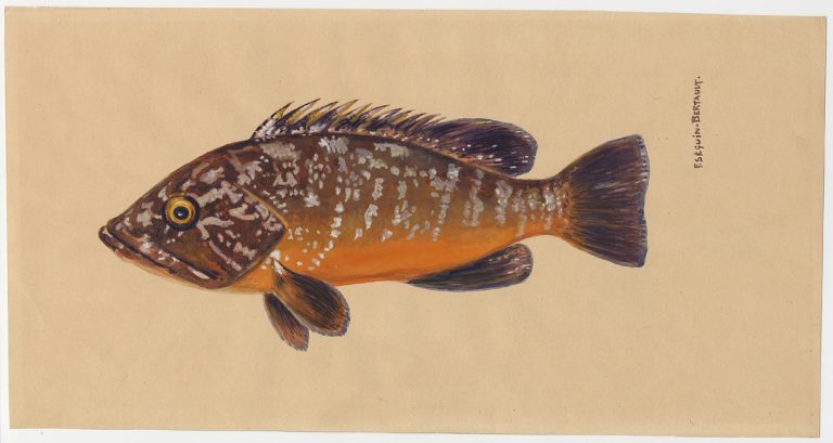 Mero, icono del Mediterráneo - Institut océanographique