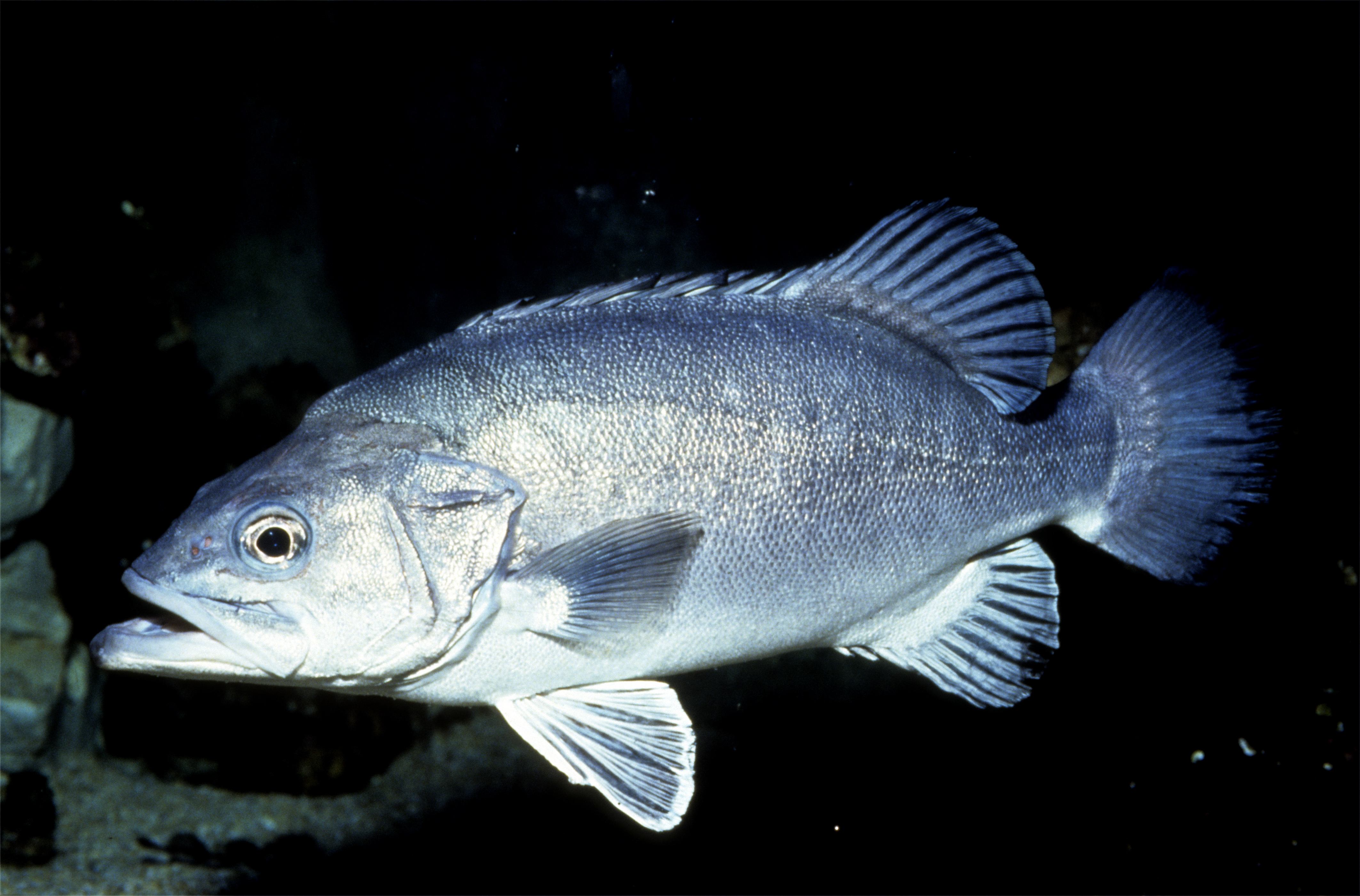 Grouper, Mediterranean icon - Institut océanographique