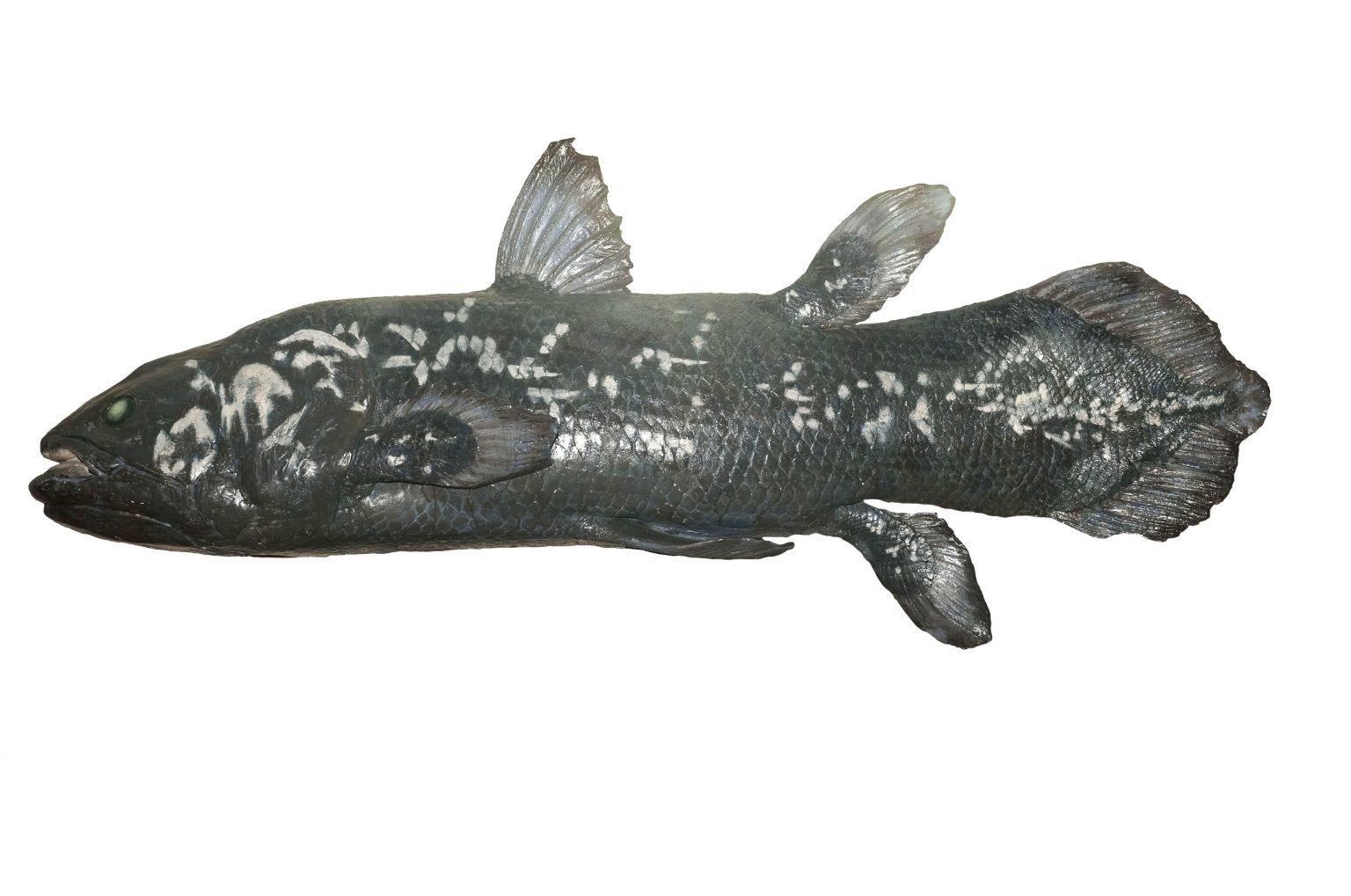 The Coelacanth family is growing ? - Monaco Oceanographic Institute