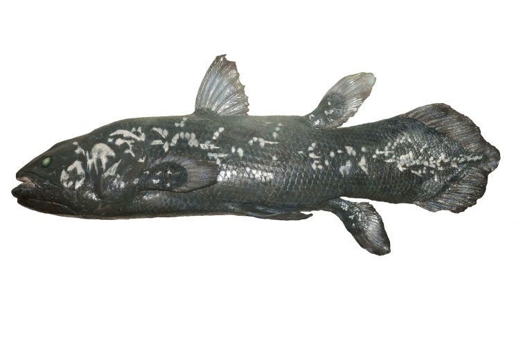 The Coelacanth family is growing ? - Monaco Oceanographic Institute