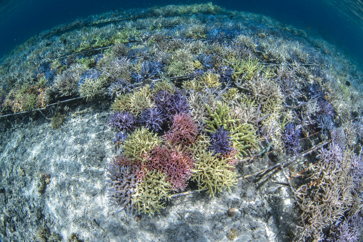 "What solutions to save the corals?" - Monaco Oceanographic Institute