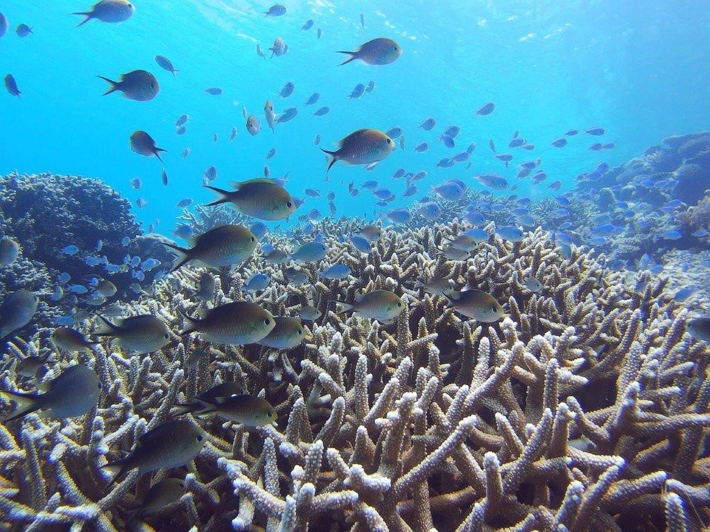 Le corail - Institut Océanographique de Monaco, Fondation Albert 1er