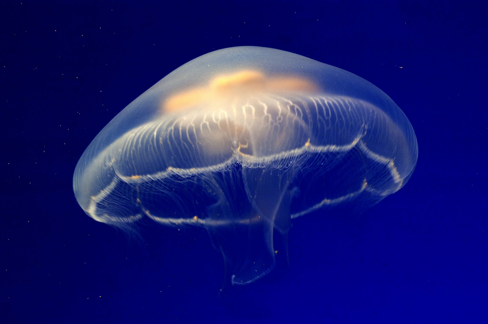 La medusa dell'Istituto Oceanografico di Monaco, Fondazione Albert 1st