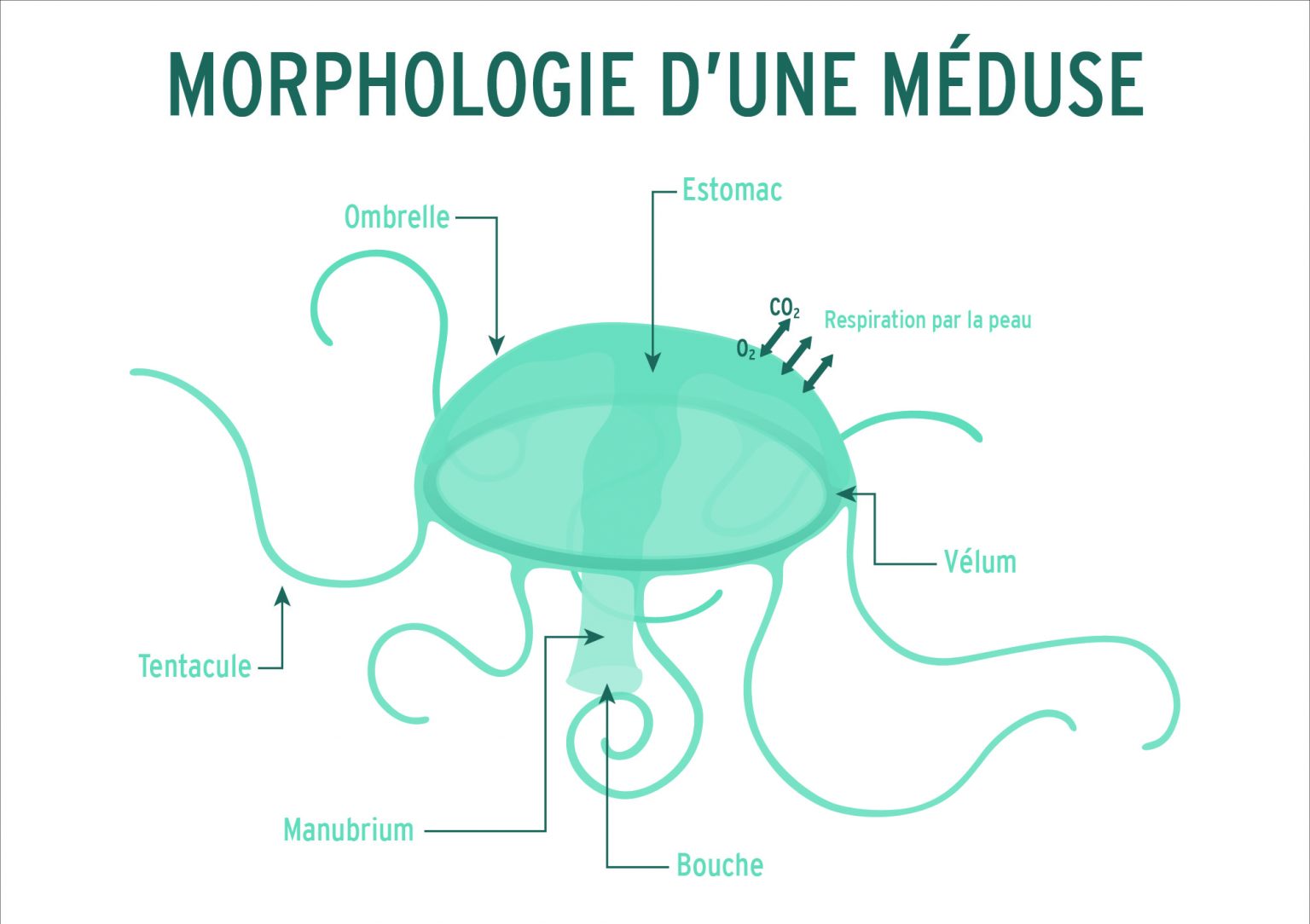 The jellyfish of the Oceanographic Institute of Monaco, Albert 1st ...