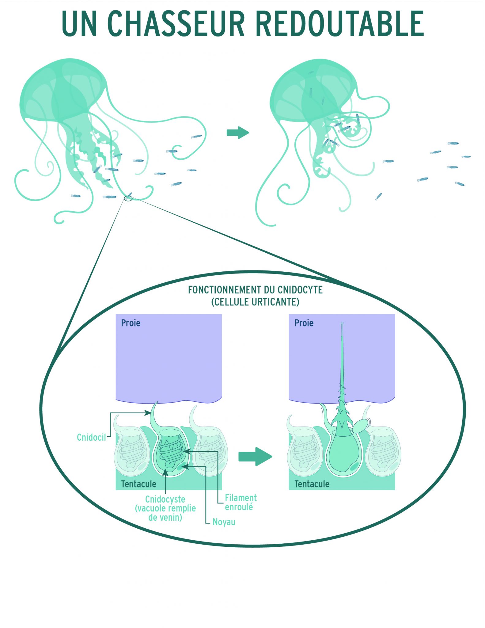 Les méduses de l'Institut Océanographique de Monaco, Fondation Albert 1er