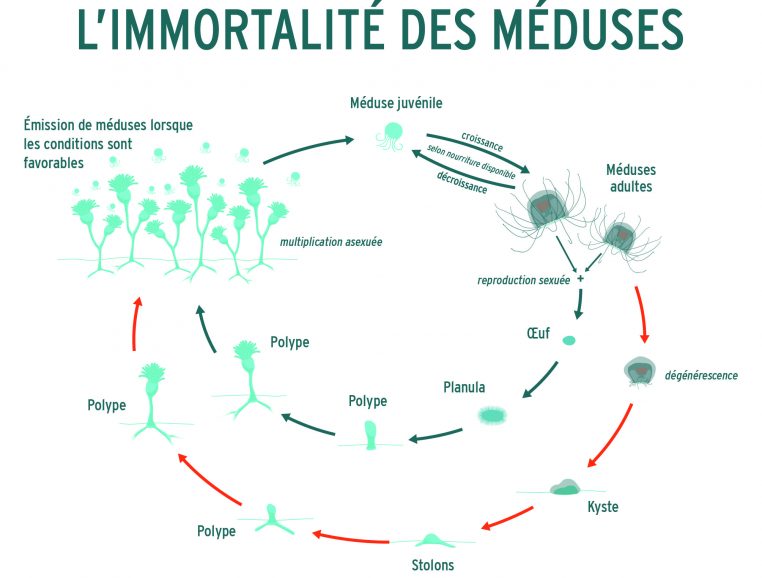 Robuste jusqu'à l'immortalité - Institut océanographique