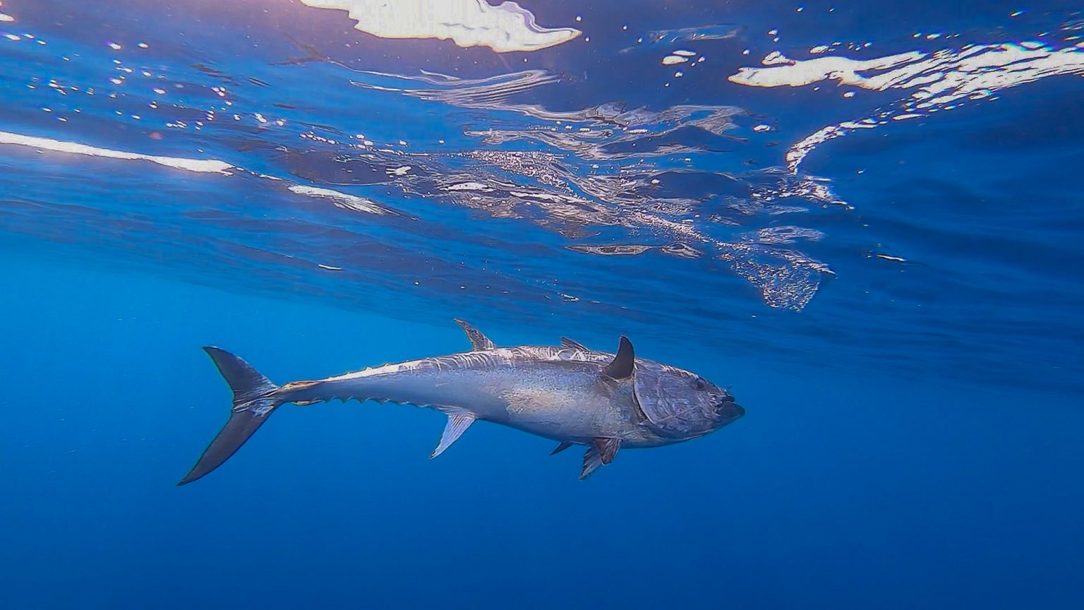 7. Overfishing threatens bluefin tuna - Institut océanographique