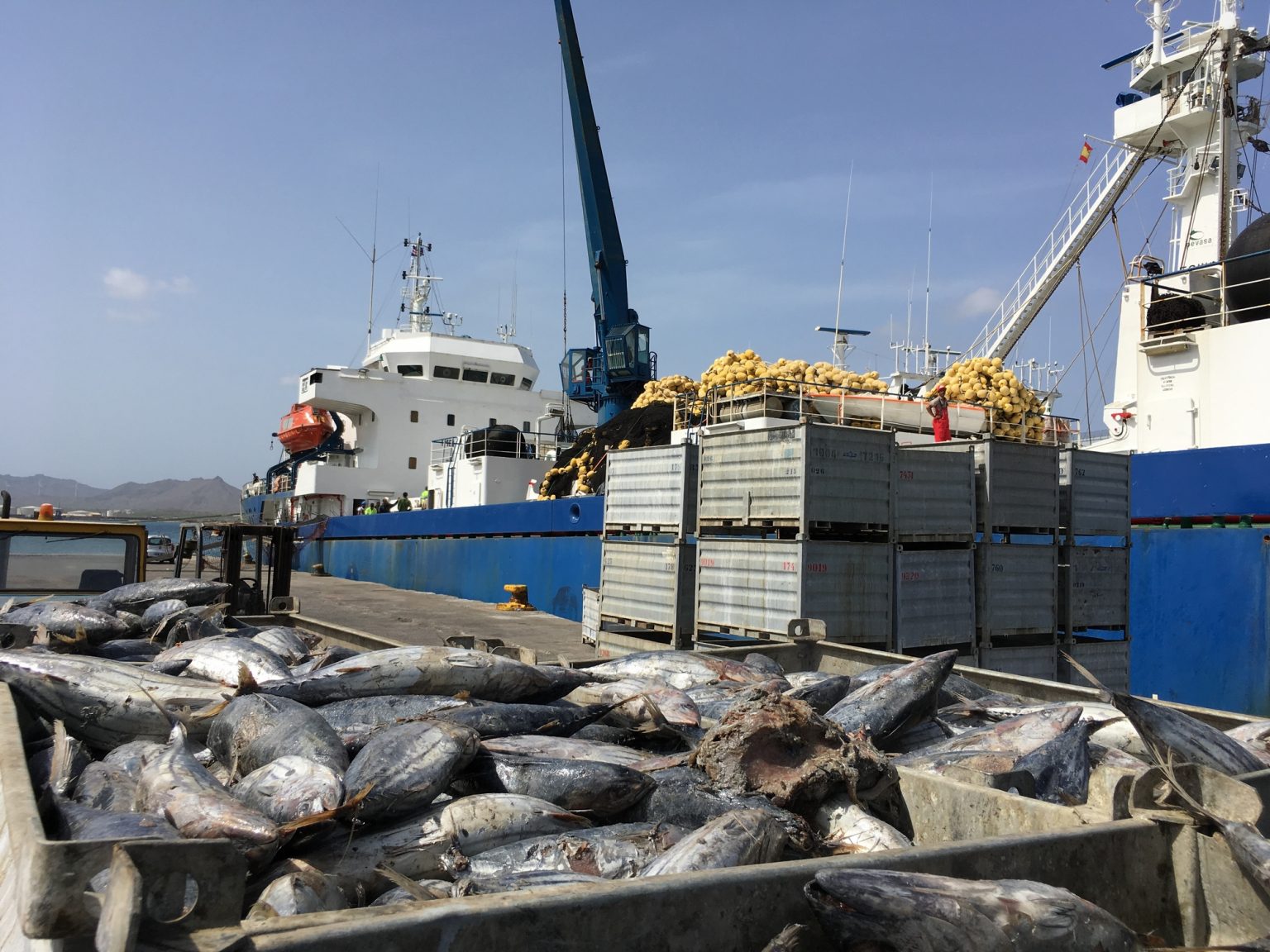 7. Overfishing threatens bluefin tuna - Institut océanographique