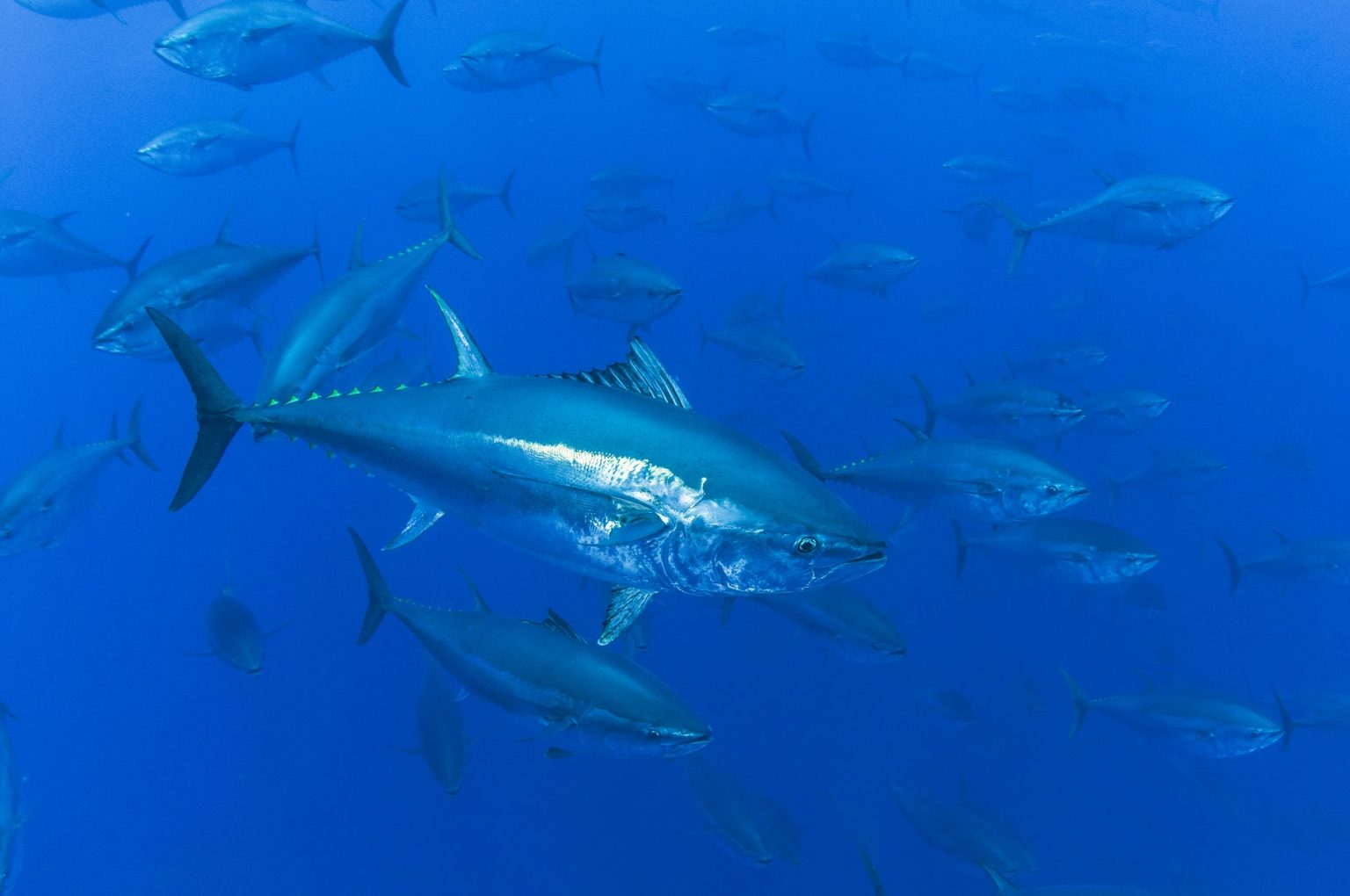 Red Tuna - Institut océanographique