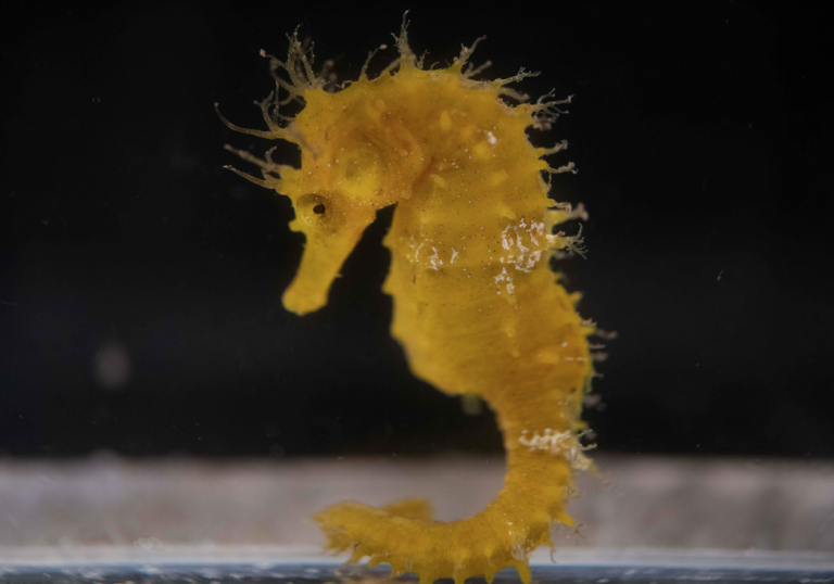 Conclusions of the seahorse population study - Institut océanographique
