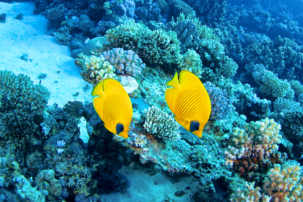 Qual é o papel do coral? - Institut océanographique