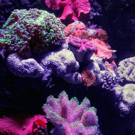 Circuit d’eau de mer du Musée océanographique de Monaco - Institut ...