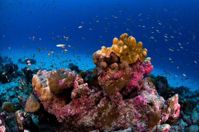 CONSERVATOIRE MONDIAL DU CORAIL - Institut océanographique